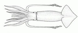 Argentine Shortfin Squid | Animal Database | Fandom