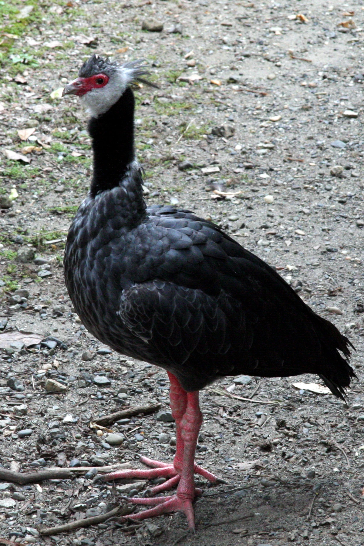 Northern Screamer | Animal Database | Fandom