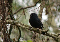 Blackish-blue Seedeater | Animal Database | Fandom