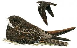 Short-tailed Nighthawk | Animal Database | Fandom