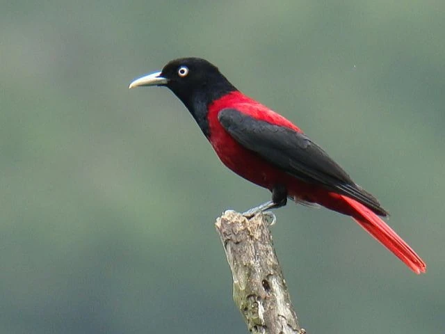 Maroon Oriole | Animal Database | Fandom