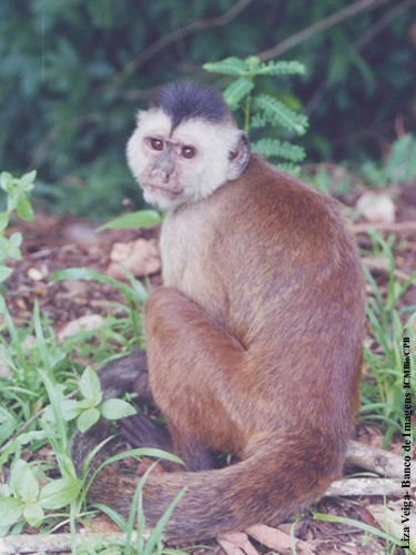 Kaapori Capuchin | Animal Database | Fandom