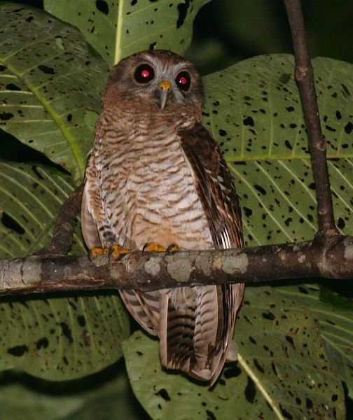 Moluccan Boobook | Animal Database | Fandom