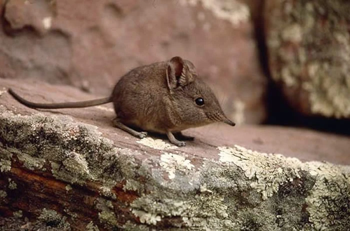 Karoo Rock Elephant Shrew | Animal Database | Fandom