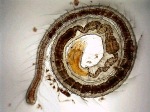 Stylaria lacustris | Animal Database | Fandom