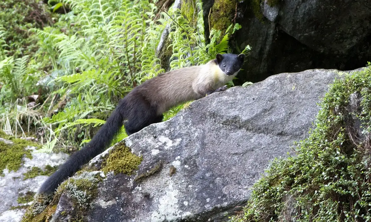 Yellow-Throated Marten | Animal Database | Fandom