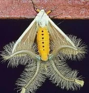 Baphomet Moth | Animal Database | Fandom