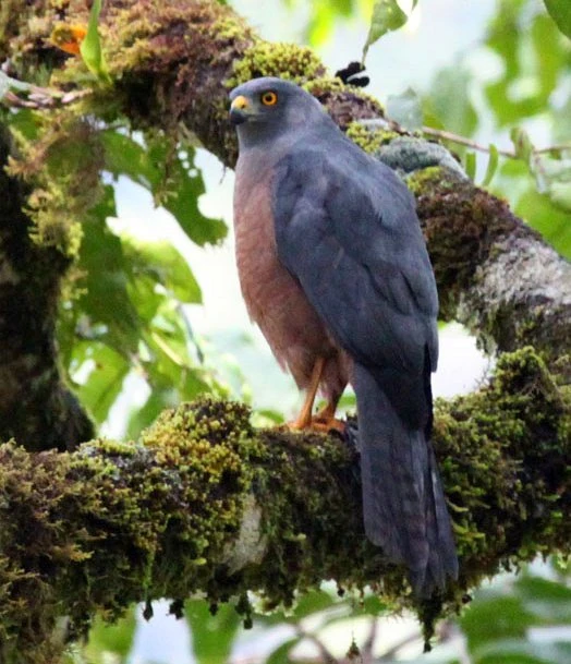 Moluccan Goshawk | Animal Database | Fandom