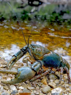 Tasmanian Giant Freshwater Crayfish | Animal Database | Fandom