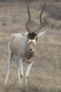 Addax | Animal Database | Fandom