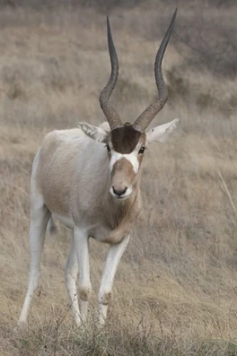 Addax | Animal Database | Fandom