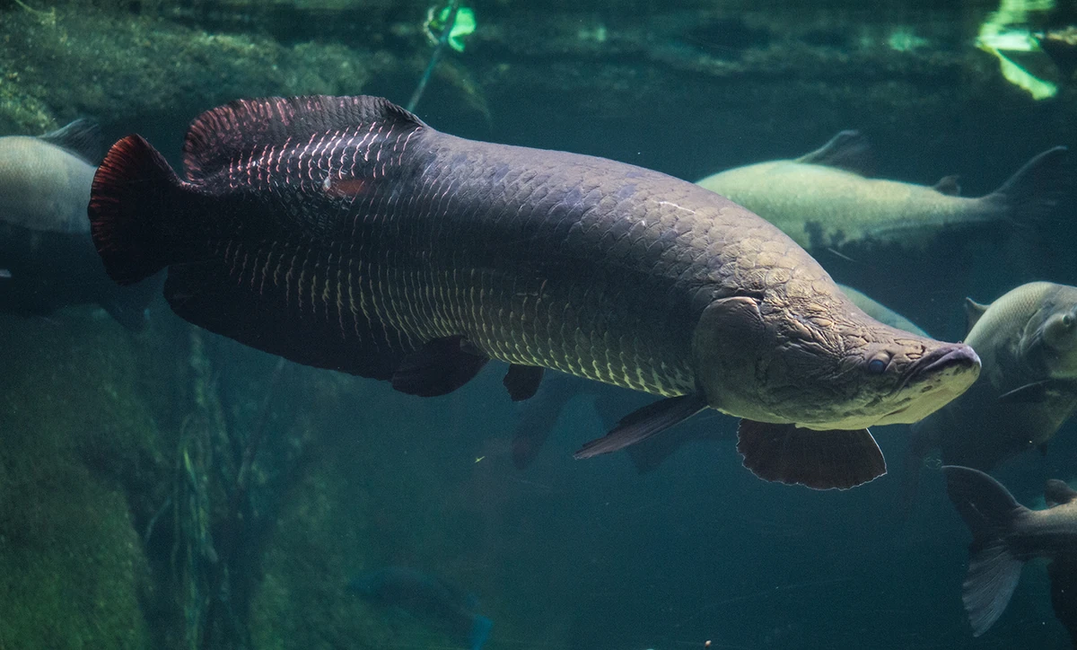 Arapaima Gigas | Animal Database | Fandom