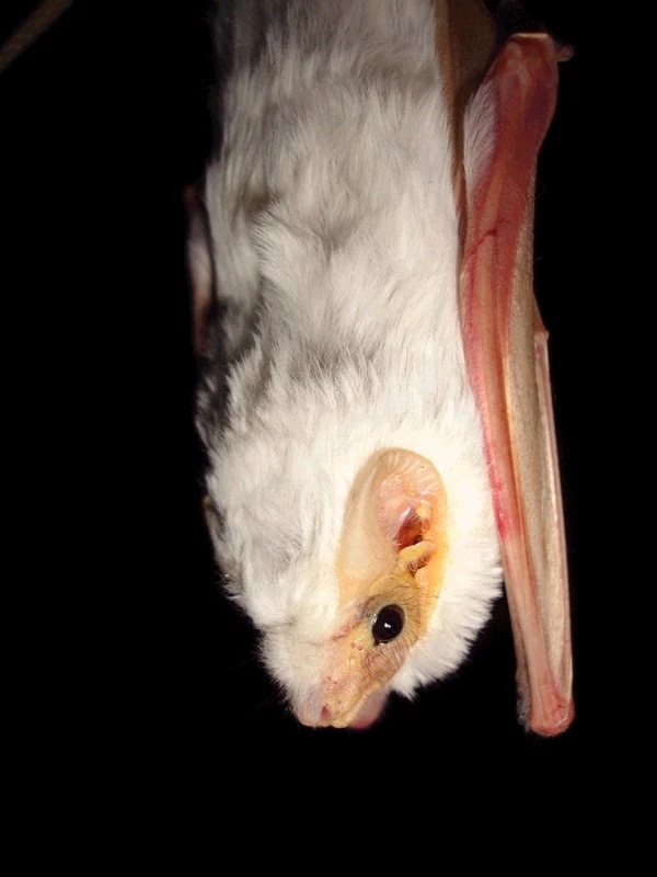 Isabelle's Ghost Bat | Animal Database | Fandom
