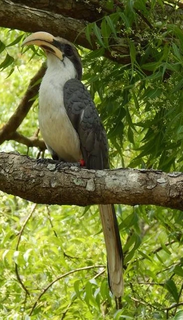Sri Lanka Grey Hornbill | Animal Database | Fandom