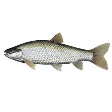 Mrigal Carp | Animal Database | Fandom