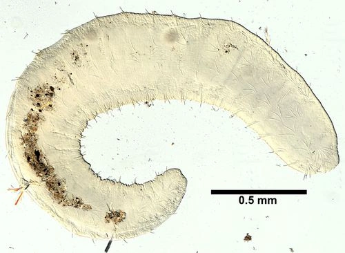 Paranais litoralis | Animal Database | Fandom