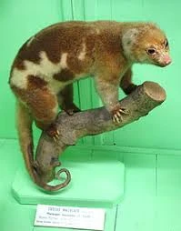 Spilocuscus | Animal Database | Fandom