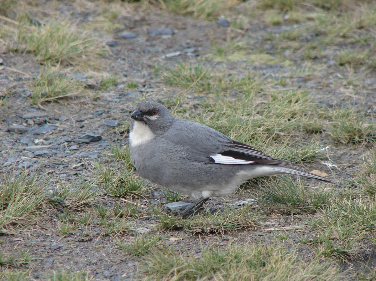 White-winged Diuca Finch | Animal Database | Fandom