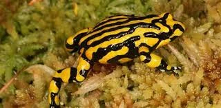 Southern Corroboree Frog | Animal Database | Fandom