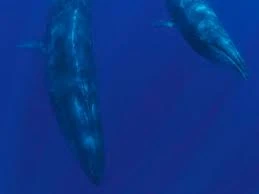 Sei Whale | Animal Database | Fandom