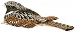 Yucatan Poorwill | Animal Database | Fandom