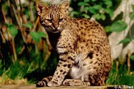 Geoffroy's Cat | Animal Database | Fandom