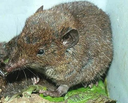 Dwarf Gymnure | Animal Database | Fandom