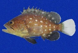 Tenspine Grouper | Animal Database | Fandom
