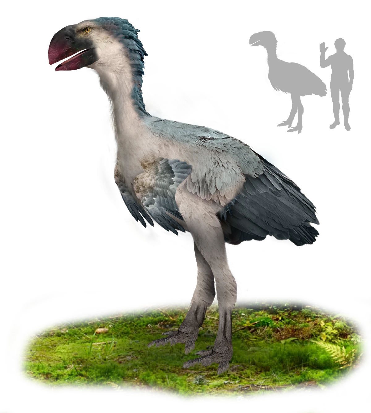 Gastornis | Animal Database | Fandom