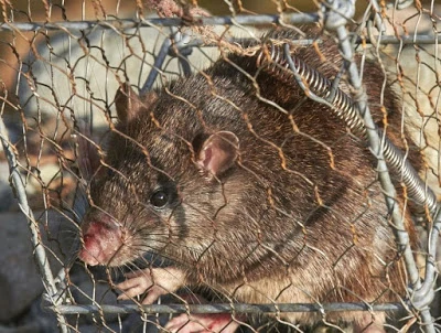 Wallace's Large Spiny Rat | Animal Database | Fandom