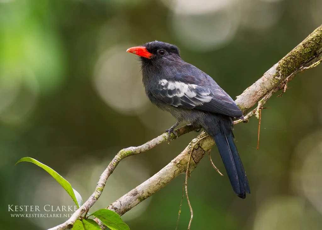 Monasa | Animal Database | Fandom