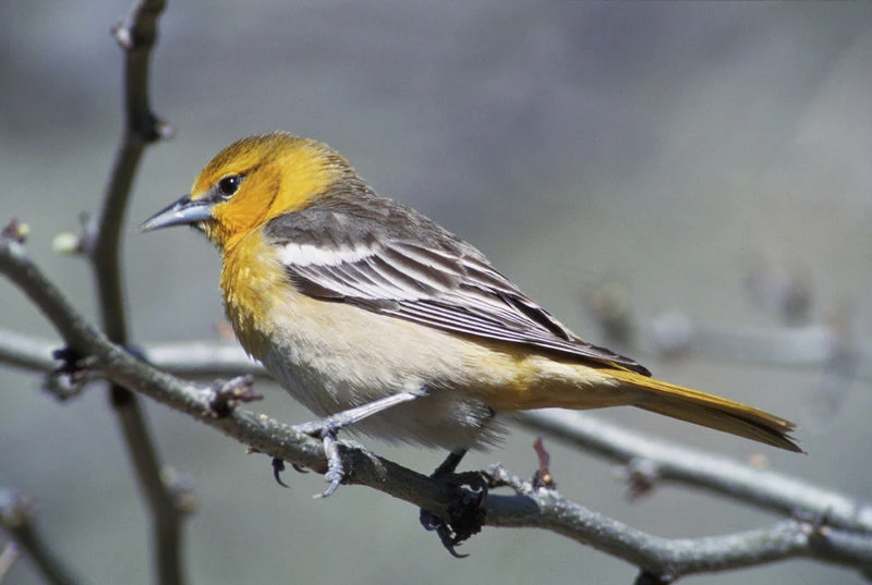 Baltimore Oriole | Animal Database | Fandom