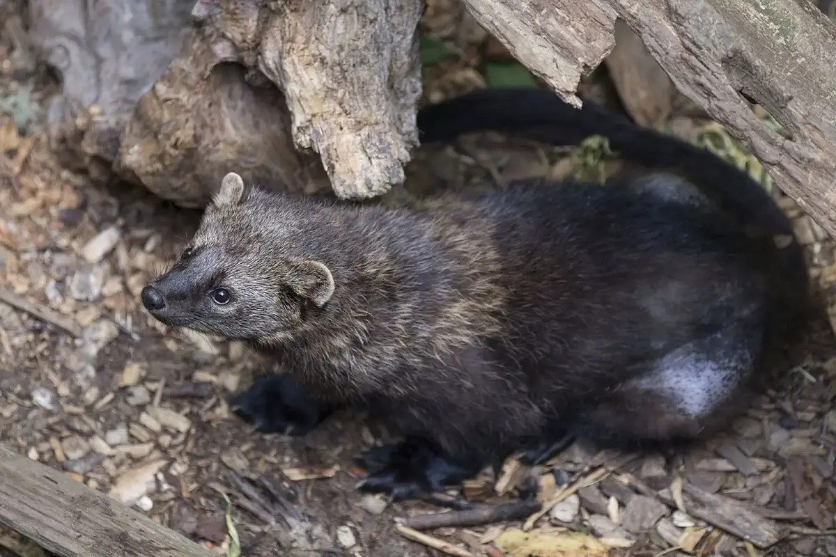 Fisher | Animal Database | Fandom