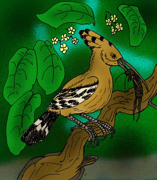 Saint Helena hoopoe | Animal Database | Fandom