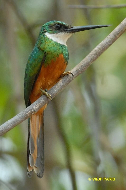 Category:Birds of Southern Mexico | Animal Database | Fandom