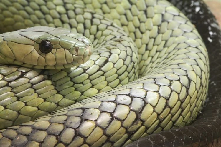 Jameson's Mamba | Animal Database | Fandom