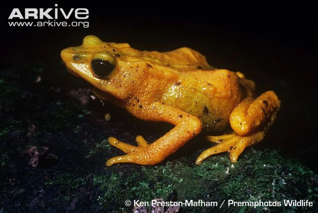 Atelopus oxyrhynchus | Animal Database | Fandom