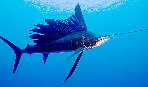 Indo-Pacific Sailfish | Animal Database | Fandom