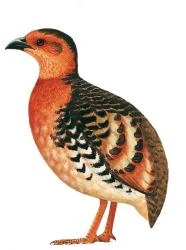 Chestnut-headed Partridge | Animal Database | Fandom