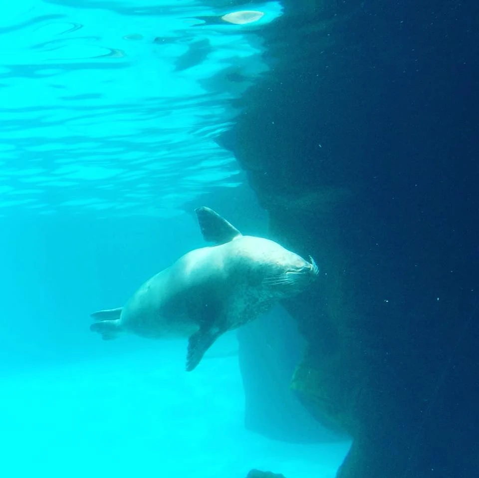 Calypso | Animal Database | Fandom