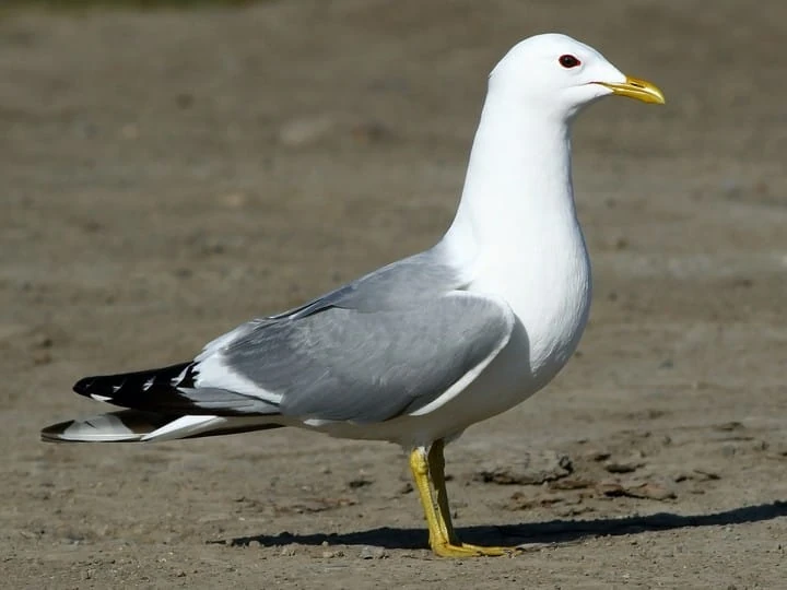 Common Gull | Animal Database | Fandom