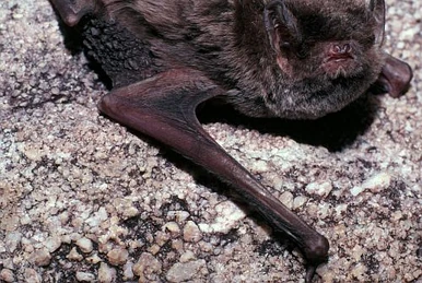 Philippine Bamboo Bat