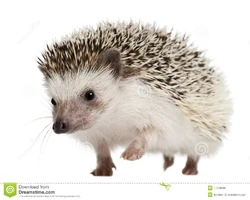 Four-toed Hedgehog | Animal Database | Fandom