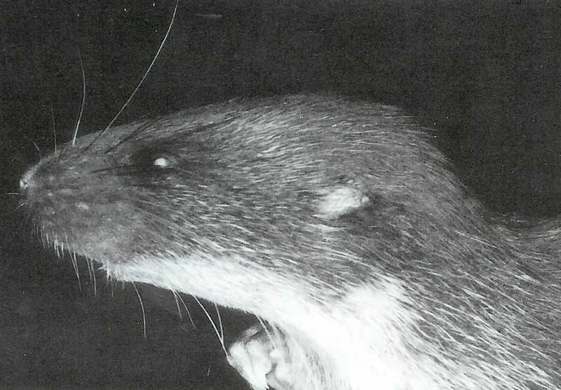 Category:Ichthyomys | Animal Database | Fandom