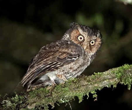 Mountain Scops Owl | Animal Database | Fandom