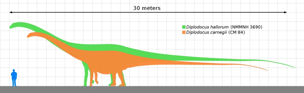 Diplodocus | Animal Database | Fandom