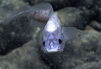 Cusk-eel | Animal Database | Fandom