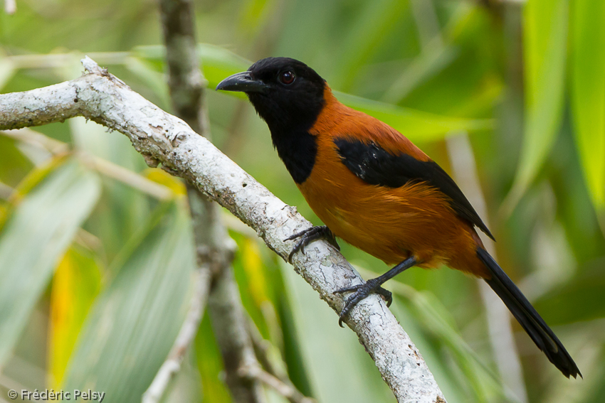 Hooded Pitohui | Animal Database | Fandom