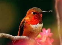 Rufous Hummingbird | Animal Database | Fandom