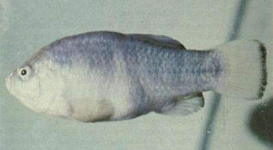 Tecopa Pupfish | Animal Database | Fandom